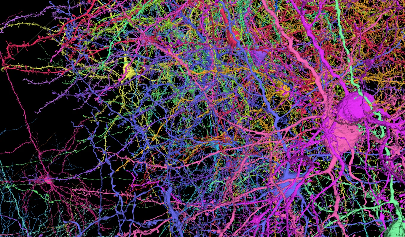 Decoding the chaos of cognition | Arts & Sciences