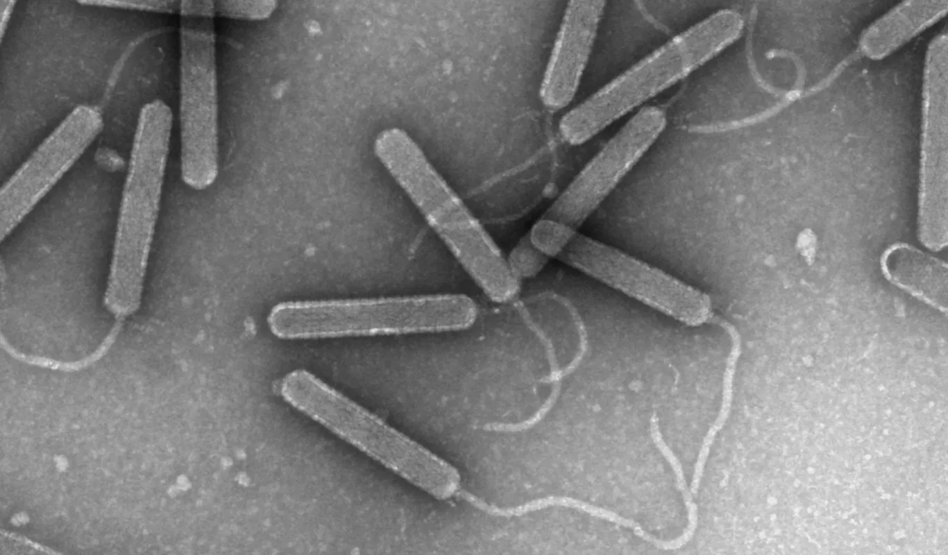 Phage Hunters | Arts & Sciences